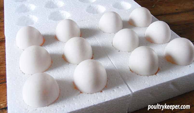 OUR EGGS – Poultry producers